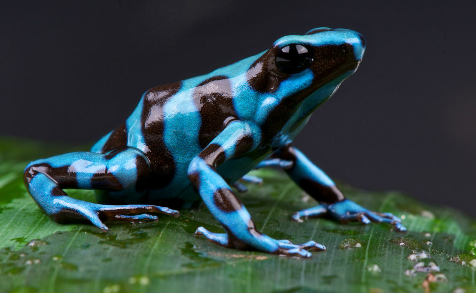 Los 11 animales más bellos del mundo. – OlarViral